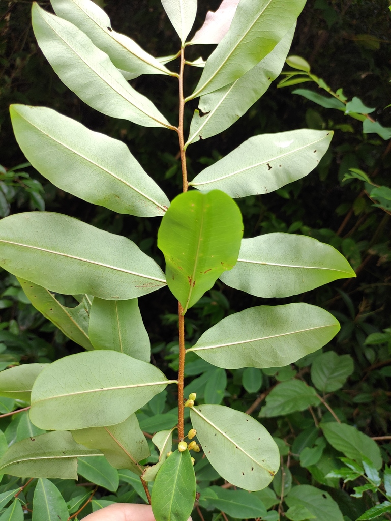 coca family (Erythroxylaceae) - Botanical Realm