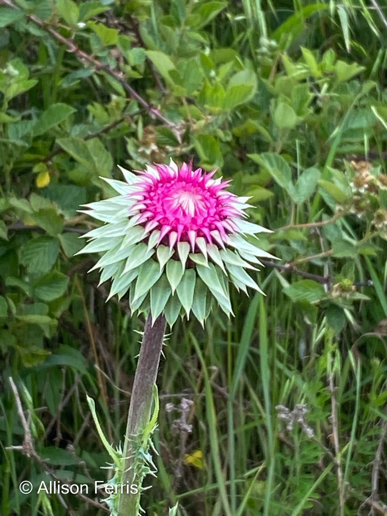 musk thistle from Lynchburg, Virginia, United States on June 2, 2021 at ...
