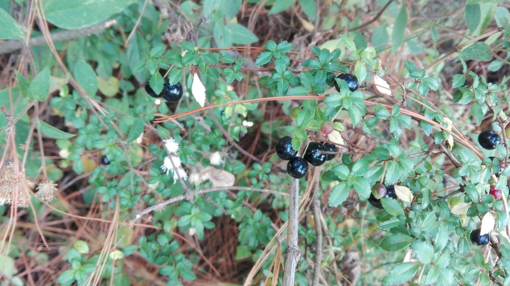 Small leaf fuchsia from Amanalco, Nevado de Toluca, MX-MX, MX on March ...