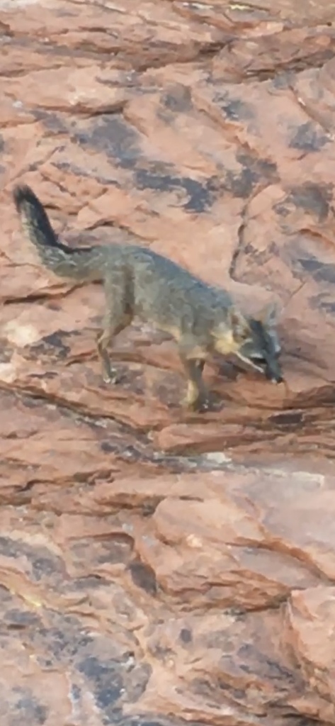 Gray Fox from Red Rock Canyon National Conservation Area, Las Vegas, NV ...
