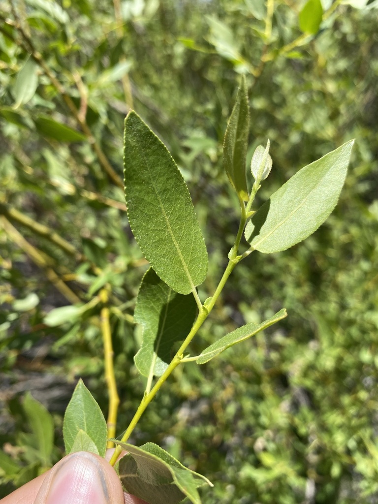 booth's willow from Elko County, NV, USA on June 28, 2021 at 12:38 PM ...