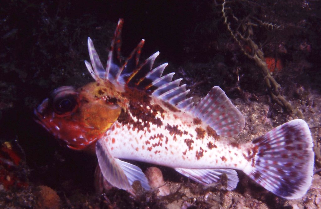 Gulf Gurnard Perch (Neosebastes bougainvillii) - Marine Life Identification