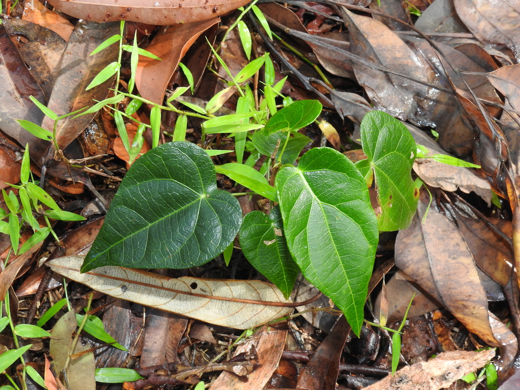 pearl vine from Talegalla Weir QLD 4650, Australia on July 01, 2021 at ...