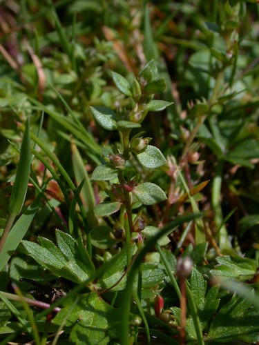 Chaffweed (Anagallis minima) · iNaturalist