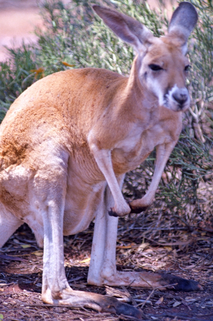 Red Kangaroo from Nullarbor National Park, SA on October 25, 1986 by ...