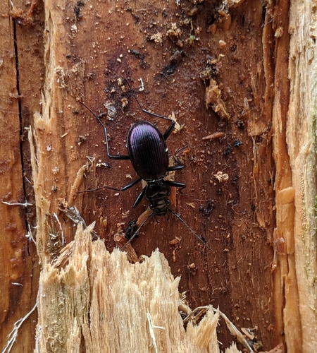 Nebria kincaidi · NaturaLista Colombia