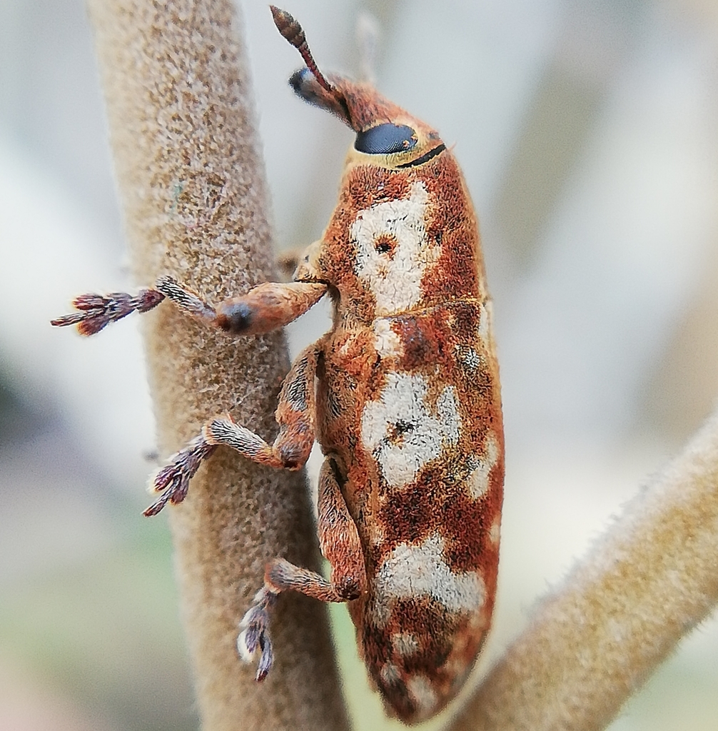 Lixinae from Taltola, Dhaka, Bangladesh on July 01, 2021 at 11:04 AM by ...