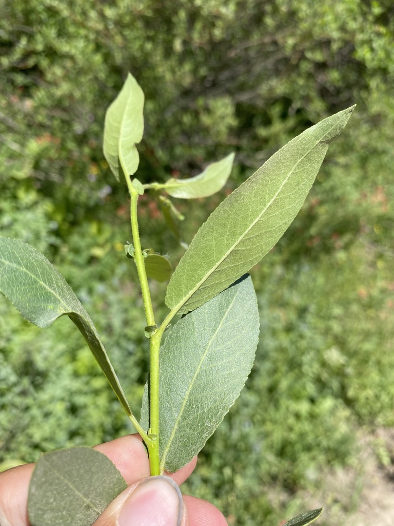 booth's willow from Elko, Nevada, United States on June 28, 2021 at 03: ...