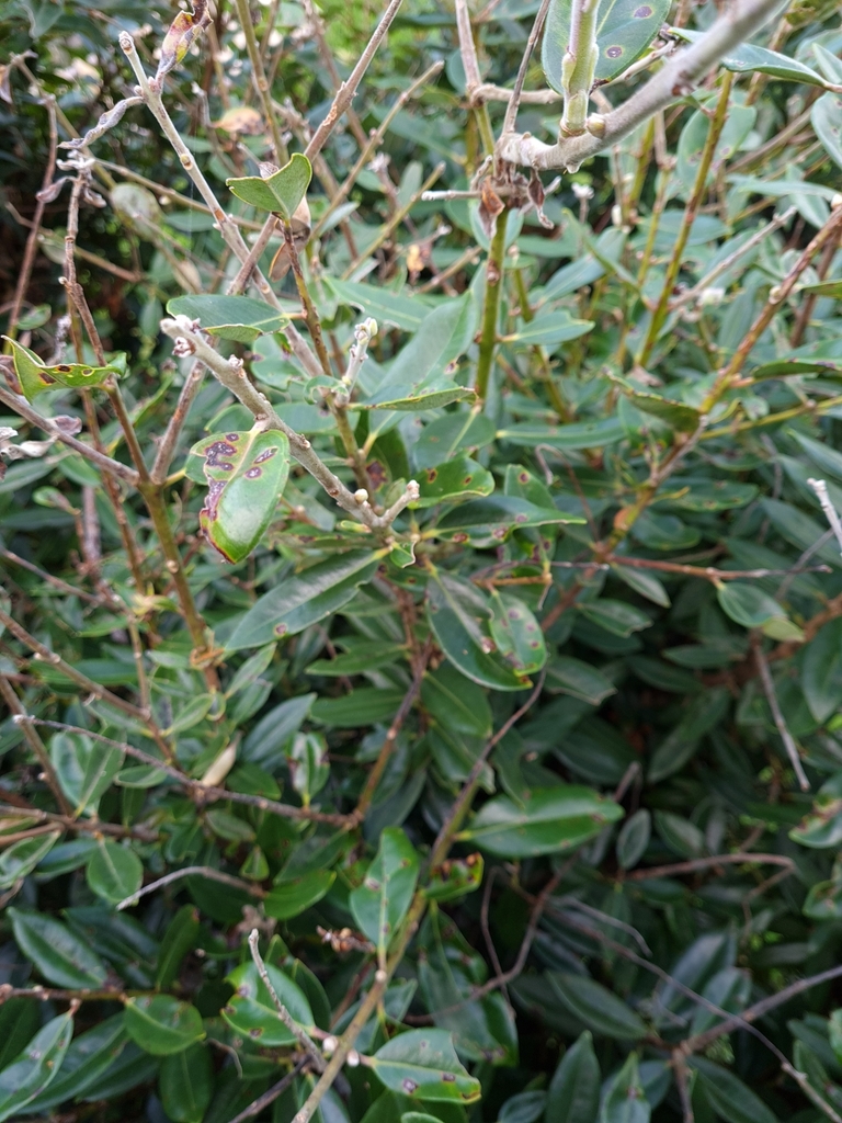 Myrtle Rust from Collingwood 7073, New Zealand on July 01, 2021 at 04: ...
