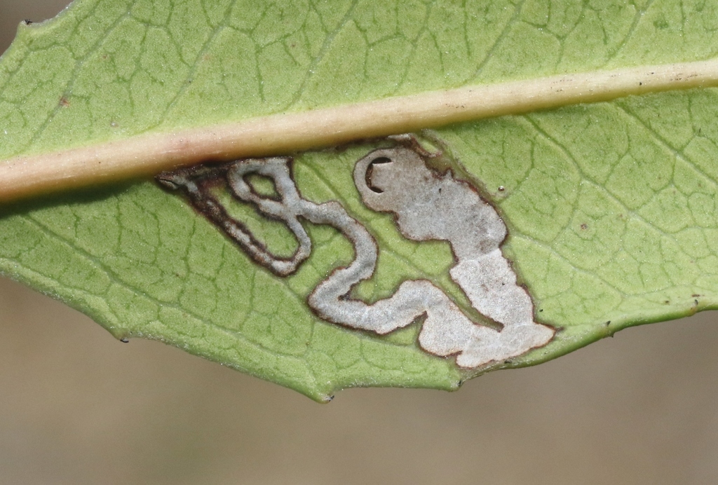 Stigmella heteromelis from Orange, California, United States on June 21 ...