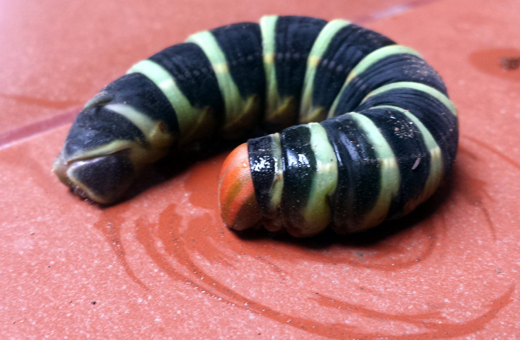 Pachylia syces (Panambi Guaçu) · iNaturalist