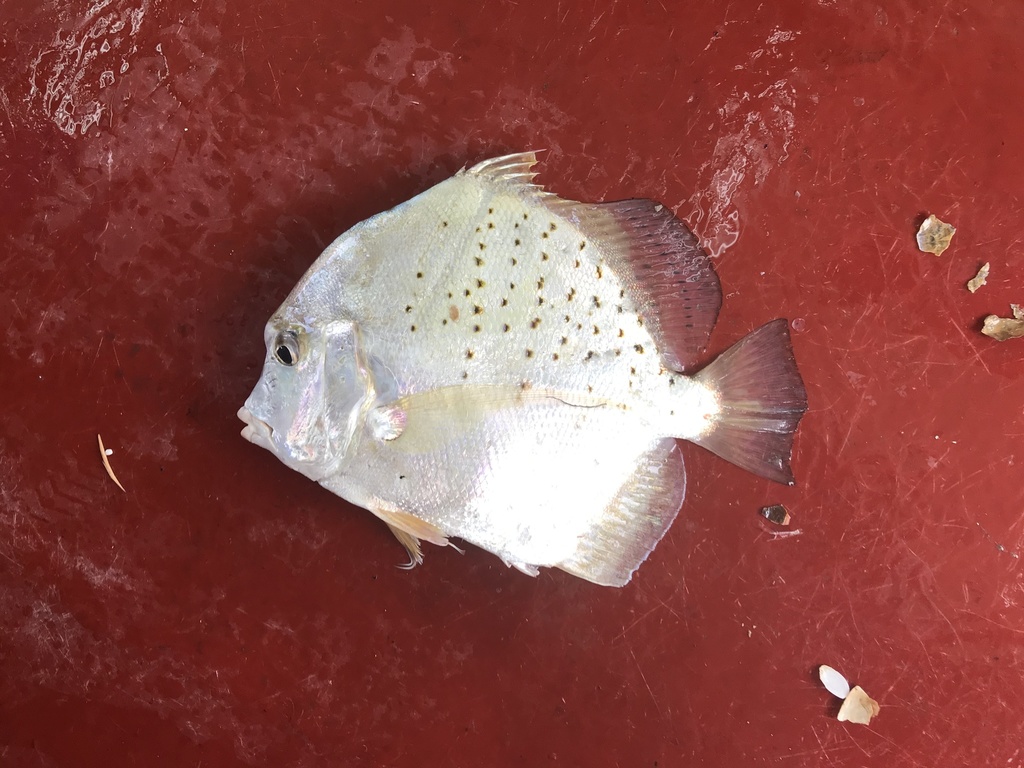 Spotted Sicklefish (Drepane punctata) - Marine Life Identification
