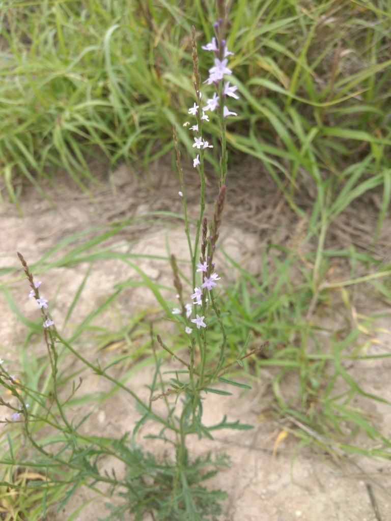 Texas vervain from Starr County, TX, USA on March 09, 2018 at 12:07 PM ...