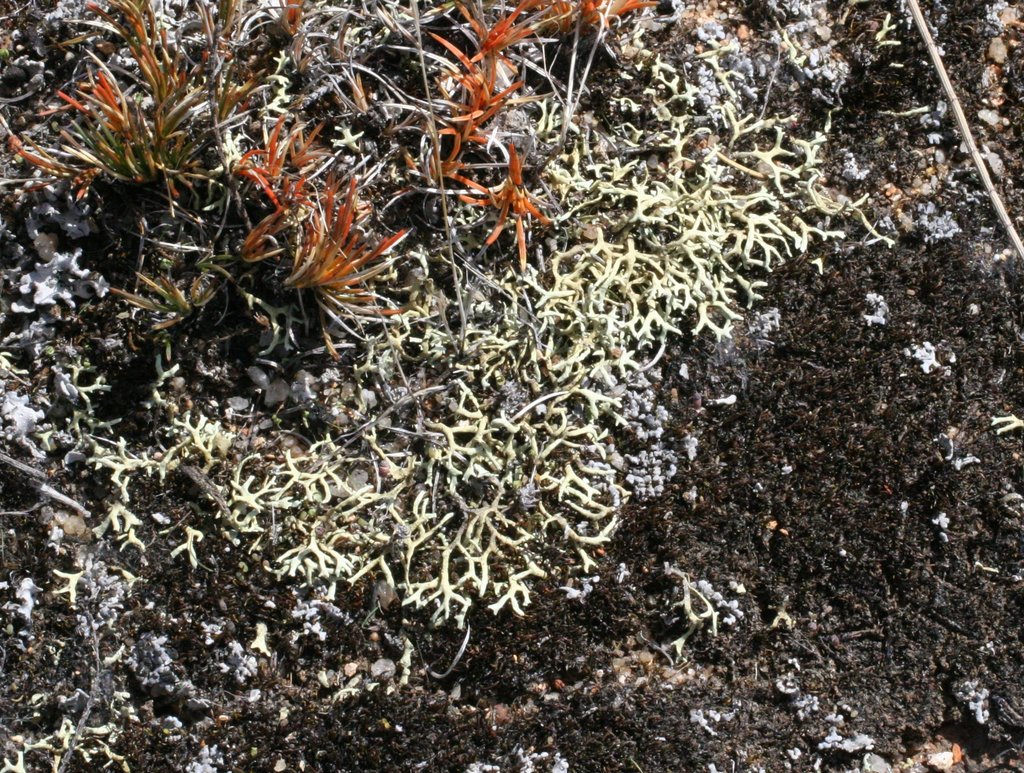 rock shield lichens from Lake Biddy WA 6355, Australia on April 17 ...