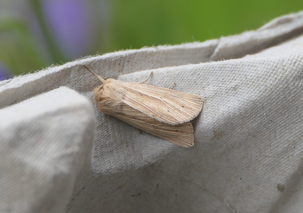 Common Wainscot from Brasside, Durham DH1, UK on July 01, 2021 at 07:59 ...