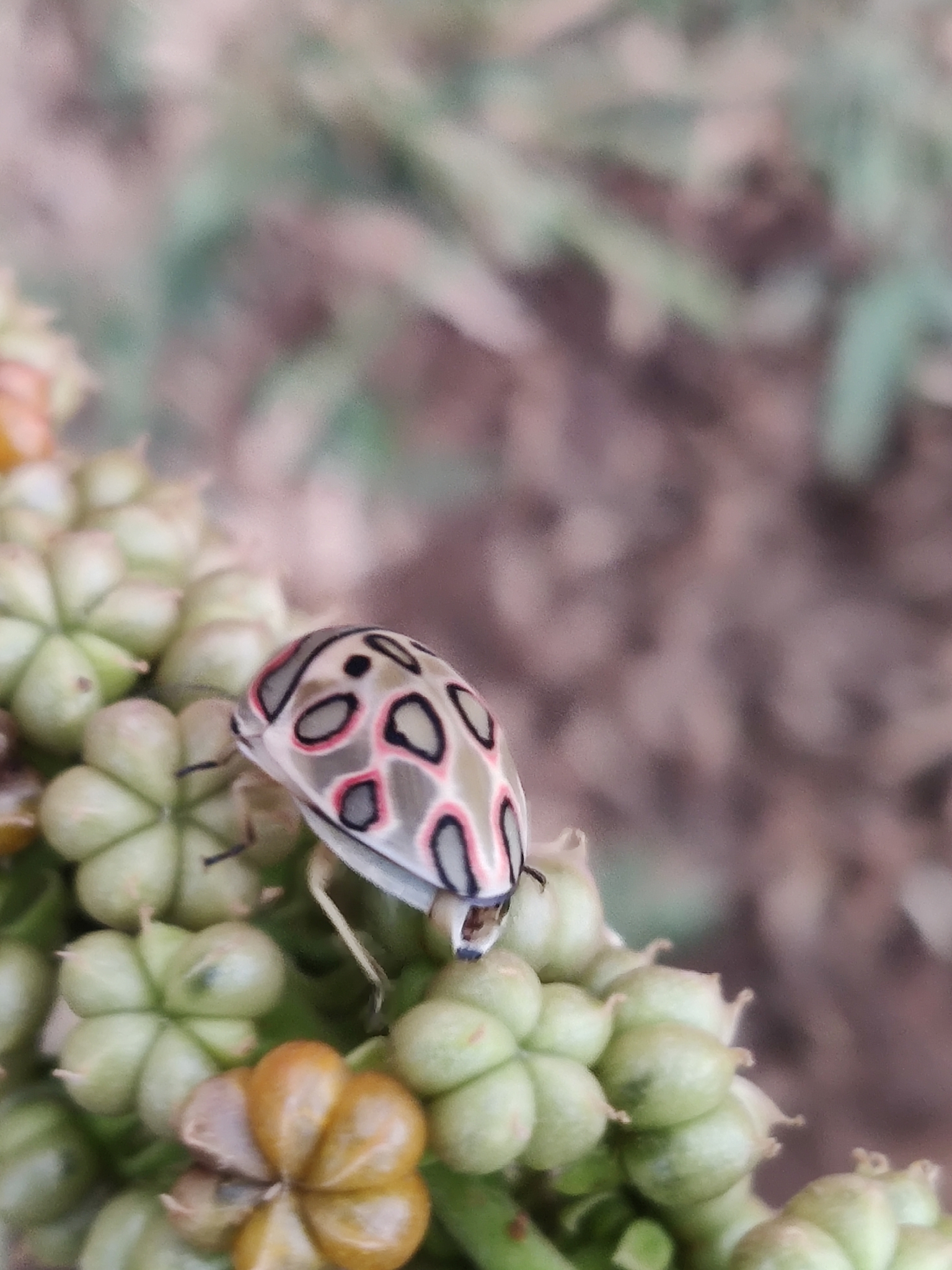 Sphaerocoris annulus