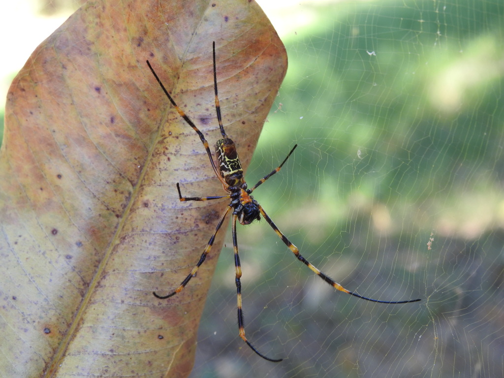 Tiger Spider from Wagait Beach NT 0822, Australia on May 26, 2021 at 01 ...