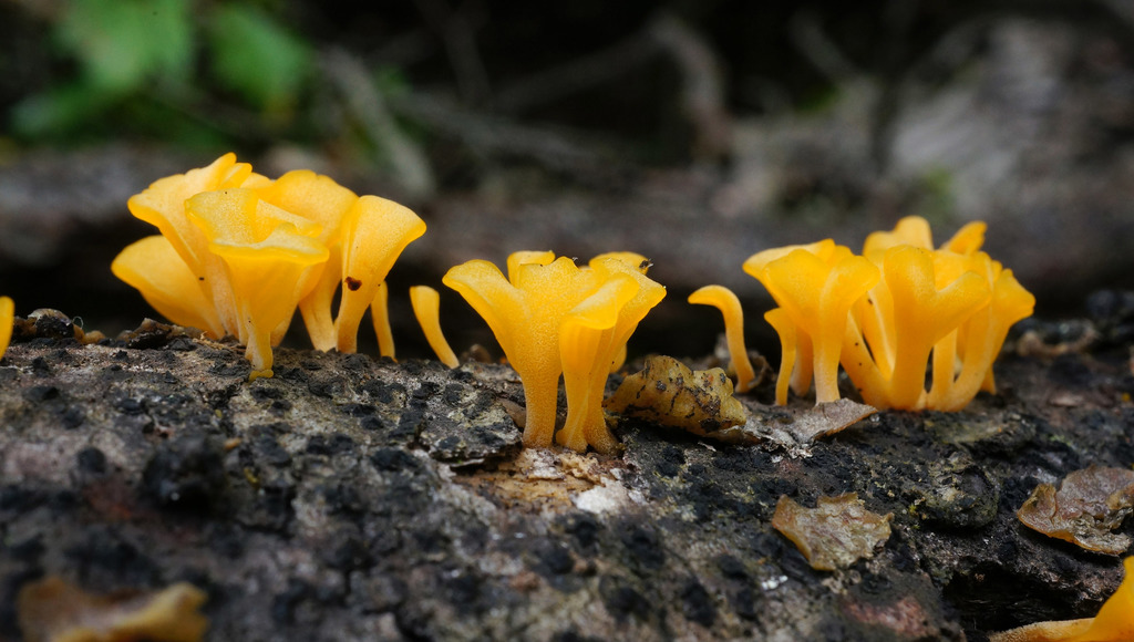 Fan-shaped Jelly Fungus from Great Swamp, New Vernon, NJ, USA on ...