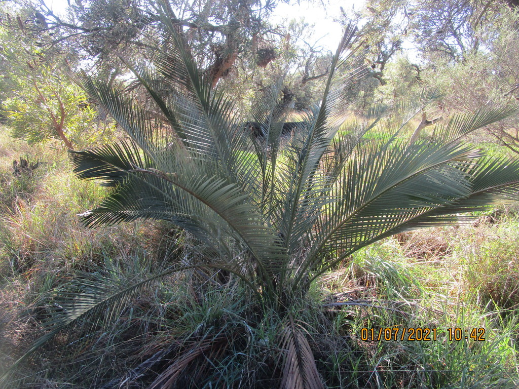 Zamia Palm (Macrozamia riedlei) - Botanical Realm