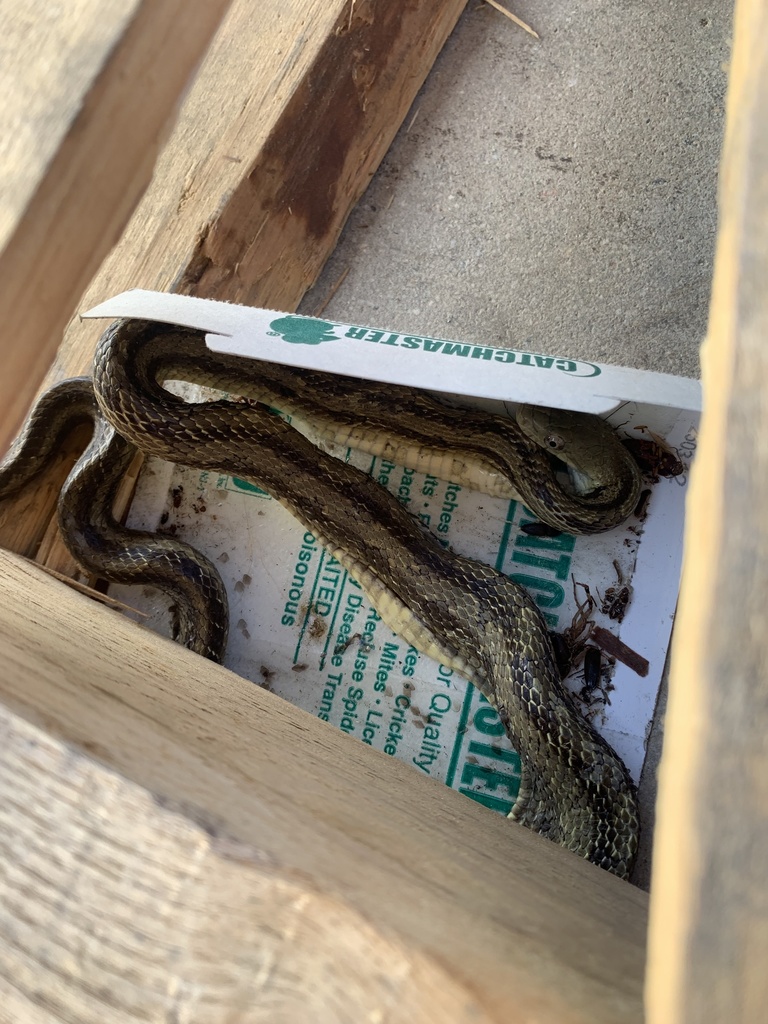 Eastern Ratsnake from Conway, SC, US on June 30, 2021 at 03:18 PM by ...