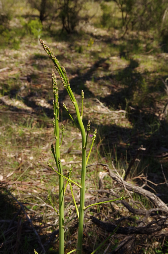 wild asparagus from Douglas VIC 3409, Australia on October 19, 2013 at ...