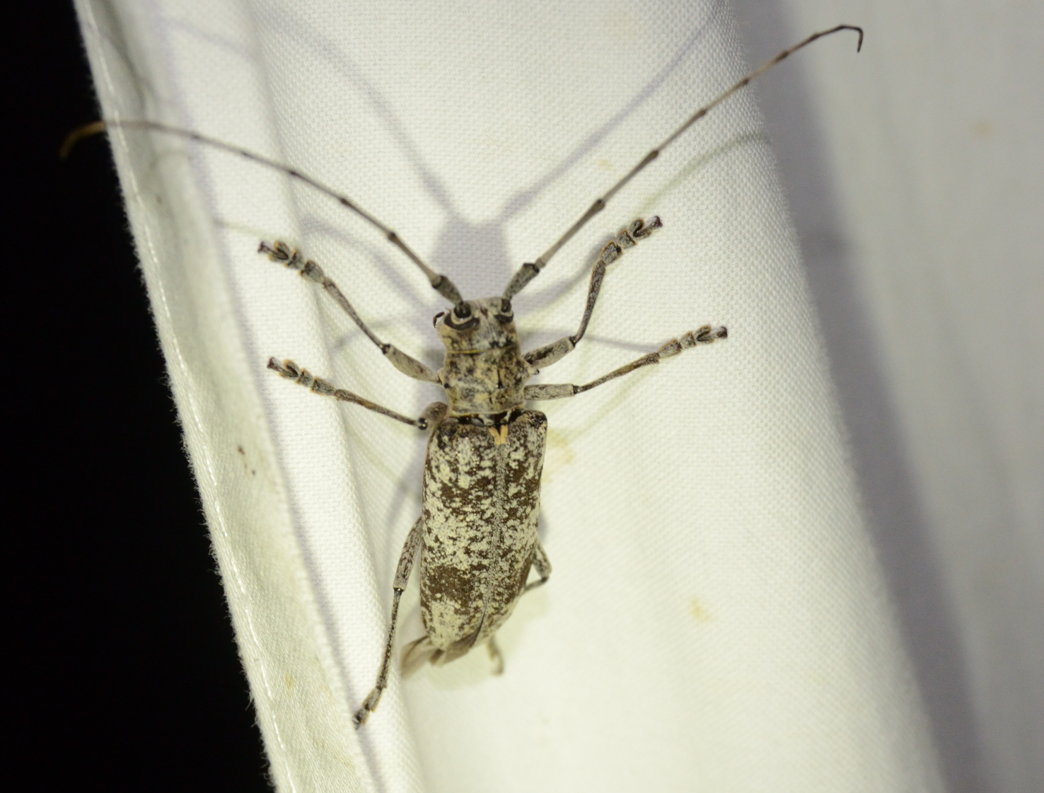 Goes tigrinus (Degeer, 1775)