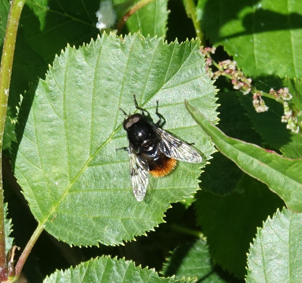 Volucella bombylans bombylans from Città Metropolitana di Torino ...