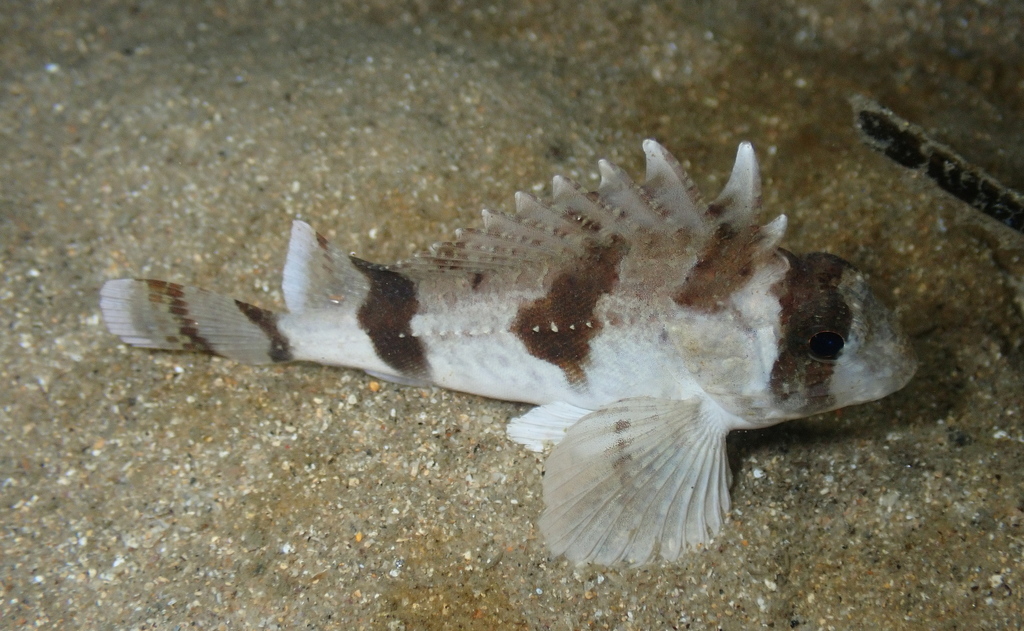 Eastern Fortescue from Sydney NSW, Australia on July 01, 2021 at 05:50 ...