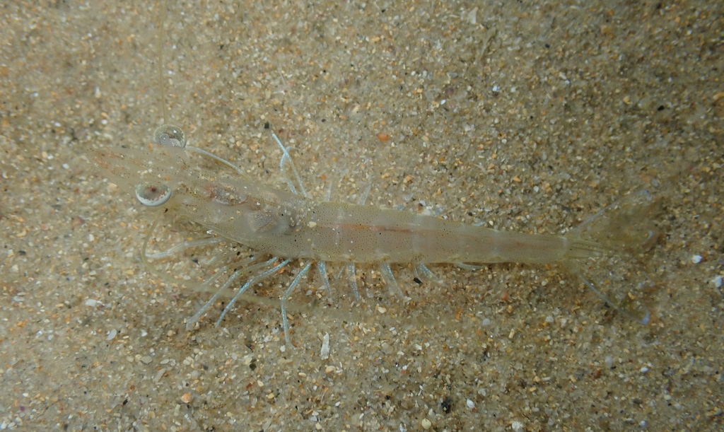 Penaeus from Sydney NSW, Australia on July 1, 2021 at 05:45 PM by John ...