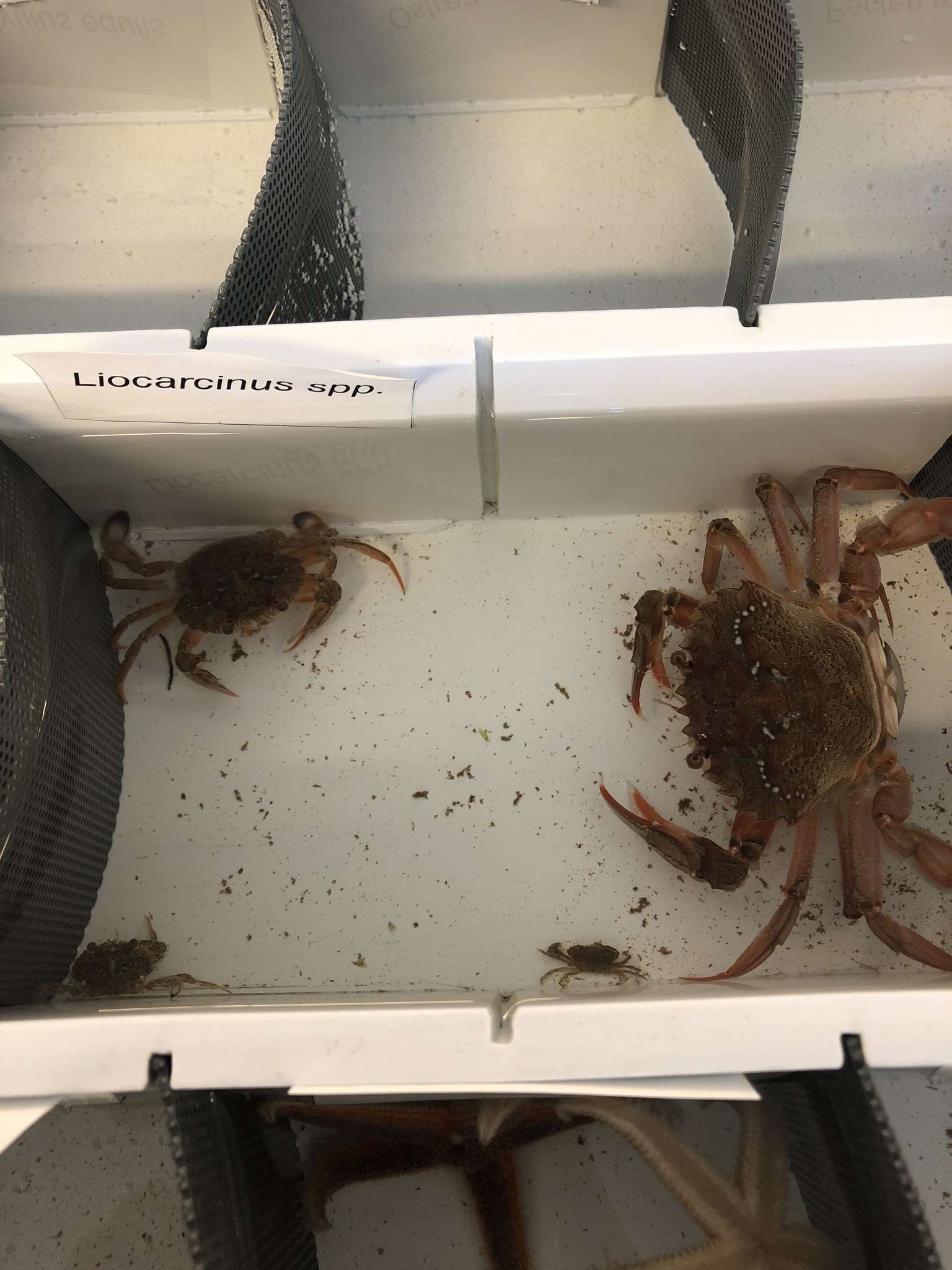 Liocarcinus depurator (Linnaeus, 1758)