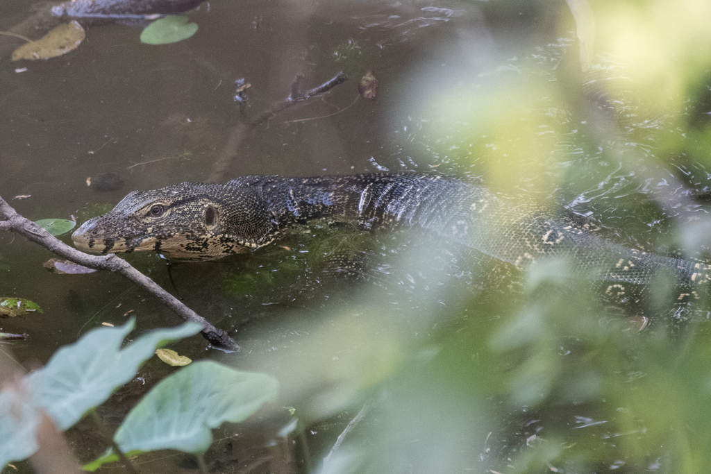 Southeast Asian Water Monitor from Makunda Christian Hospital ...