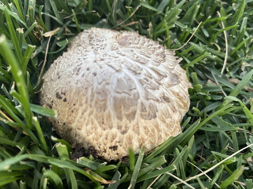 Observations by logan-berner · iNaturalist