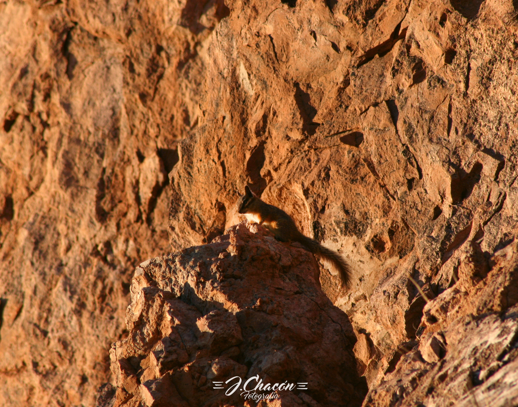 (Neotamias dorsalis sonoriensis) - Know Your Mammals