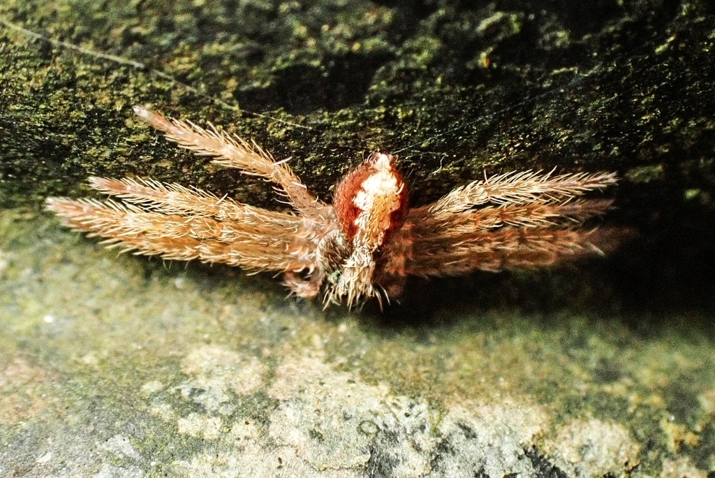 Huntsman Spiders in July 2021 by ivanhsiu · iNaturalist