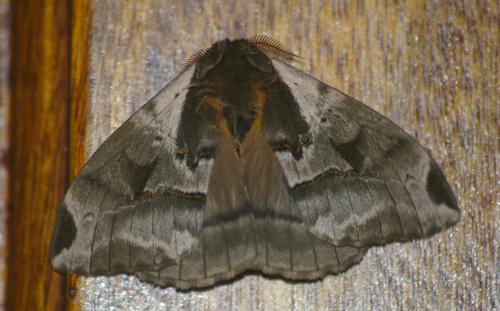 Molippa boliviana · iNaturalist