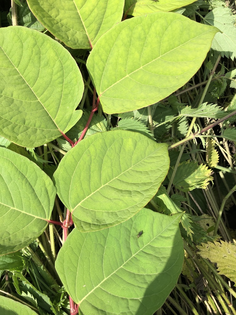 Bohemian Knotweed from Hurstpierpoint and Sayers Common CP, Haywards ...
