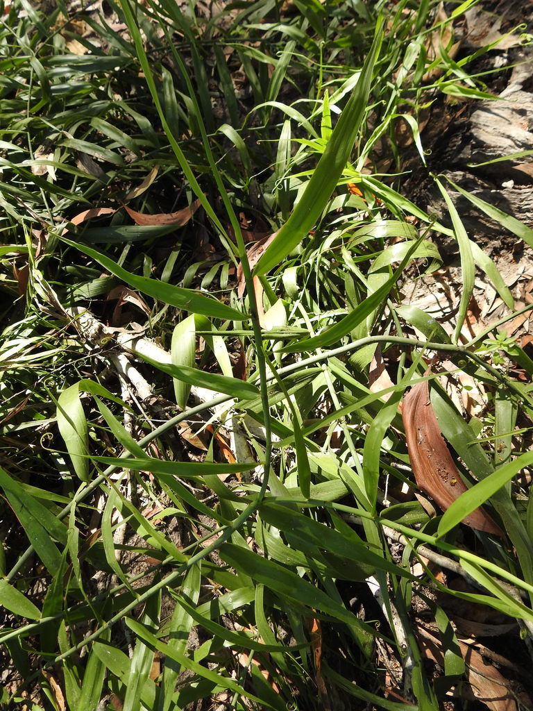 Indian Bushcane from Howard Springs Nature Park, Howard Springs, NT, AU ...