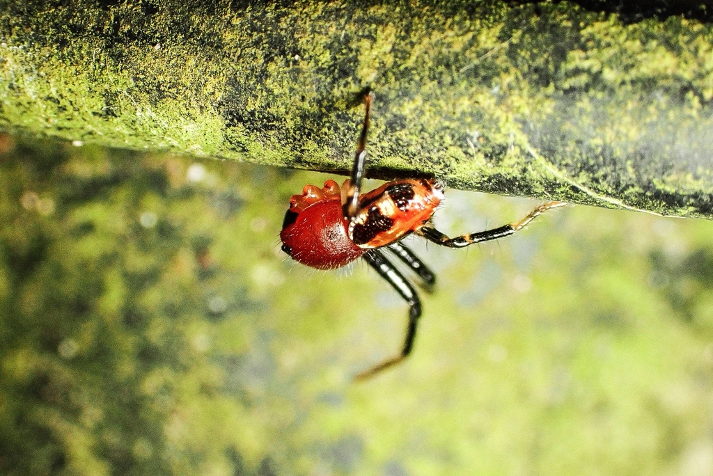 Camaricus in July 2021 by ivanhsiu · iNaturalist