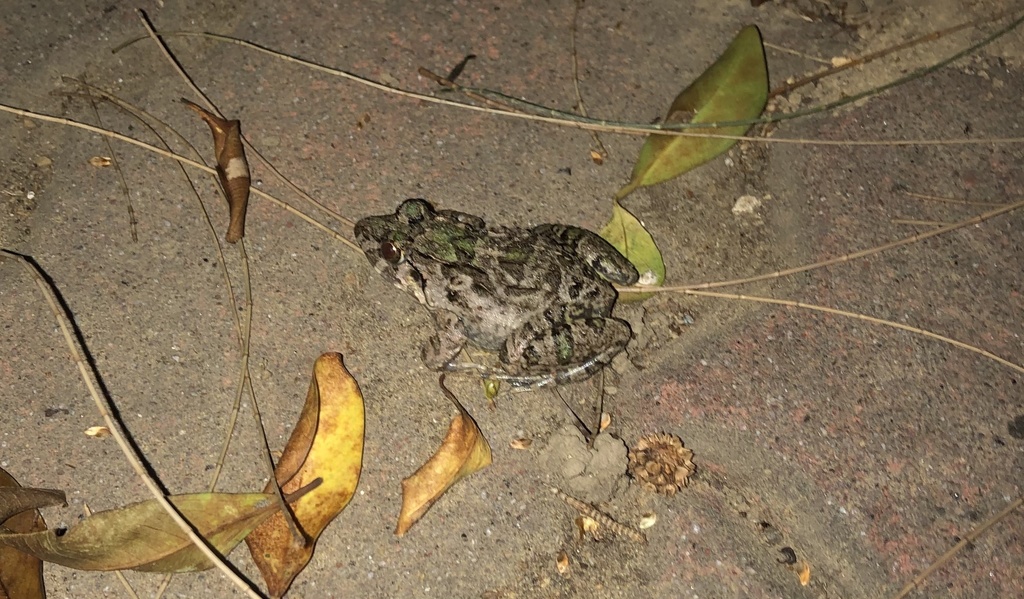 Paddy Field Frog from 國立清華大學, 東區, TW on July 01, 2021 at 10:08 PM by ...