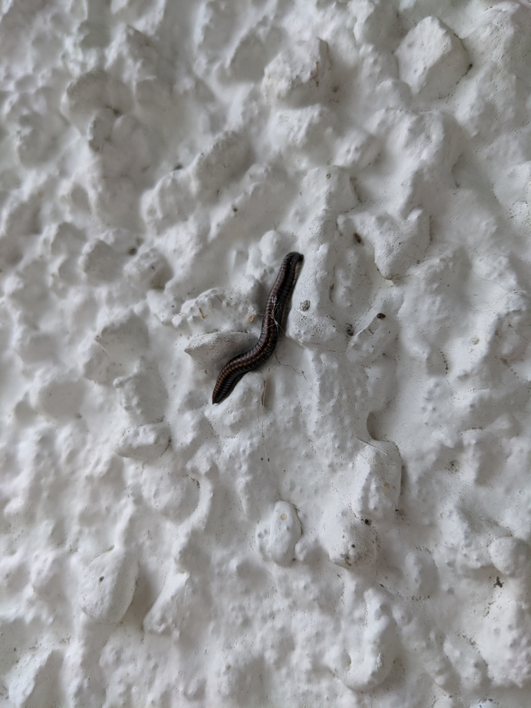 Striped Millipede from Stirling on July 01, 2021 at 03:30 PM by ukwins ...