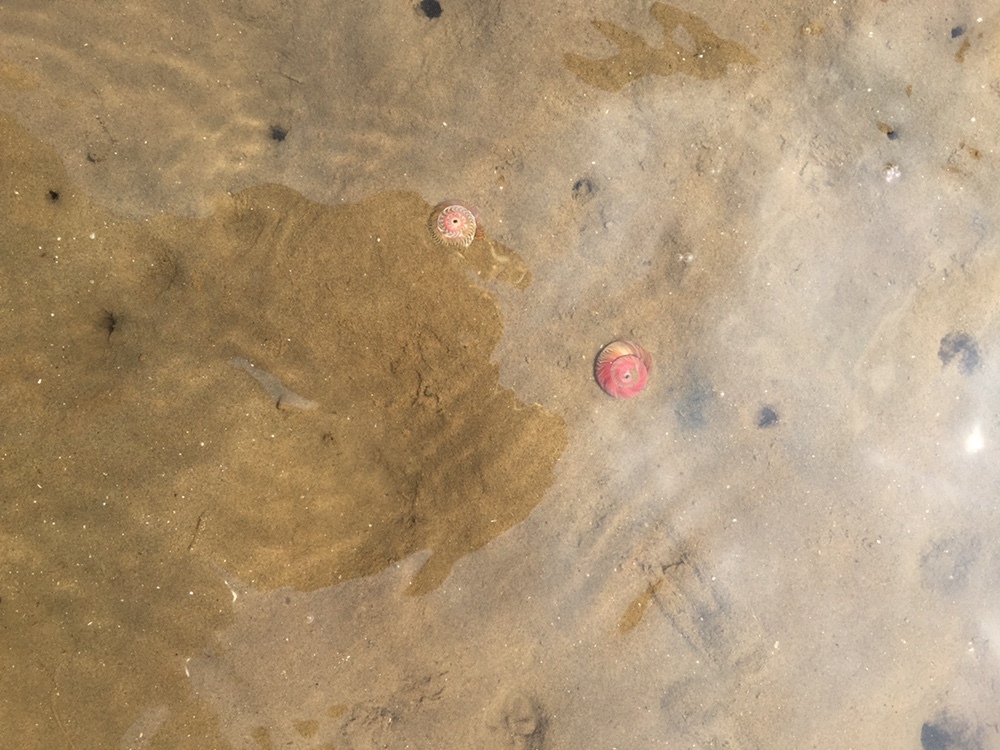 Umbonium thomasi (Crosse, 1863)