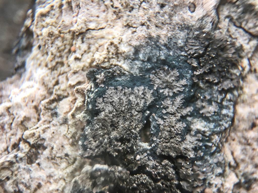 Black-bordered Shingle Lichen in March 2018 by Ian Bryson · iNaturalist