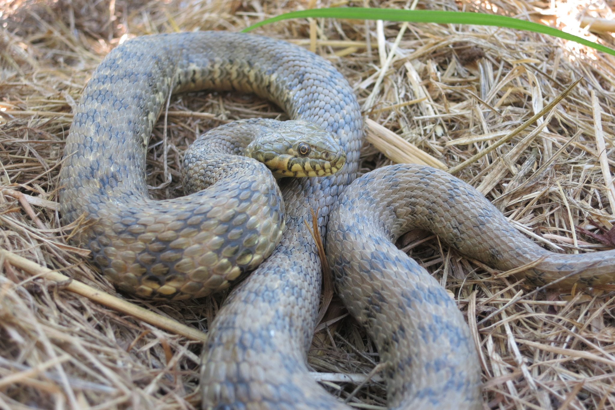 10 Facts About The Viperine Water Snake – Snake Radar