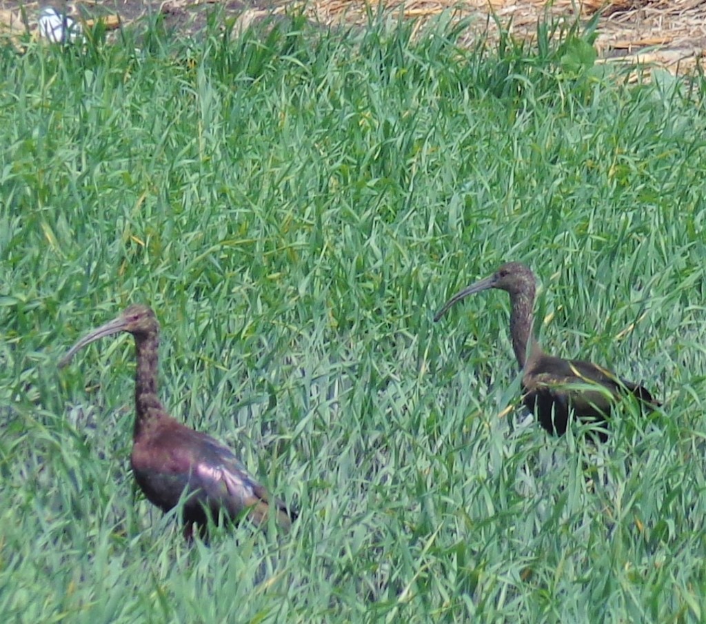 White-faced Ibis from Tultepec, Méx., México on March 9, 2018 at 01:08 ...