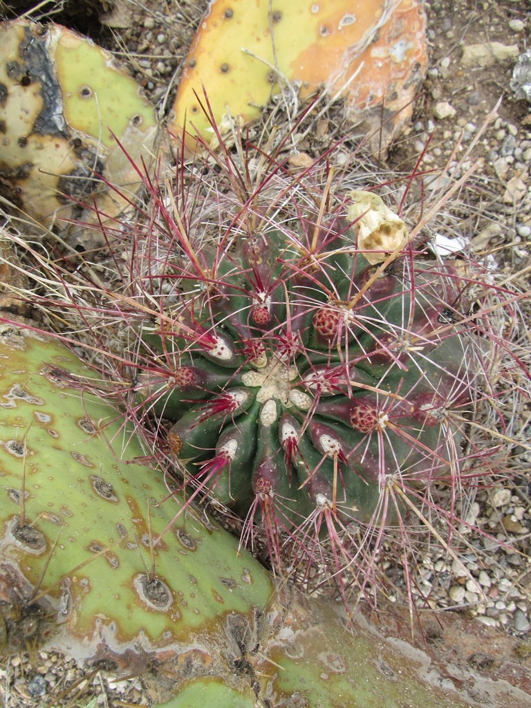 Hamatocactus hamatacanthus hamatacanthus from Fort Stockton, TX 79735 ...
