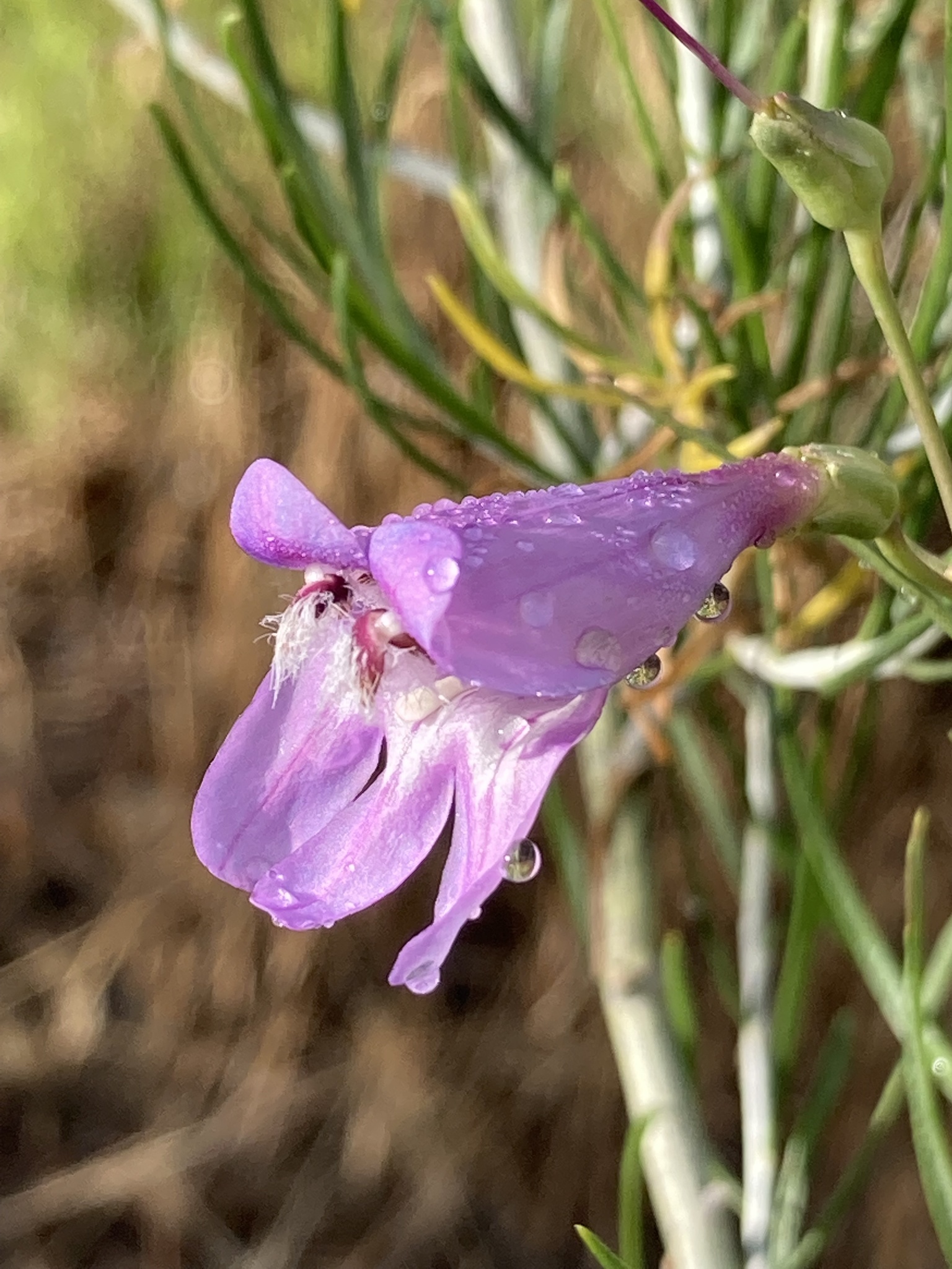 Penstemon comarrhenus A.Gray