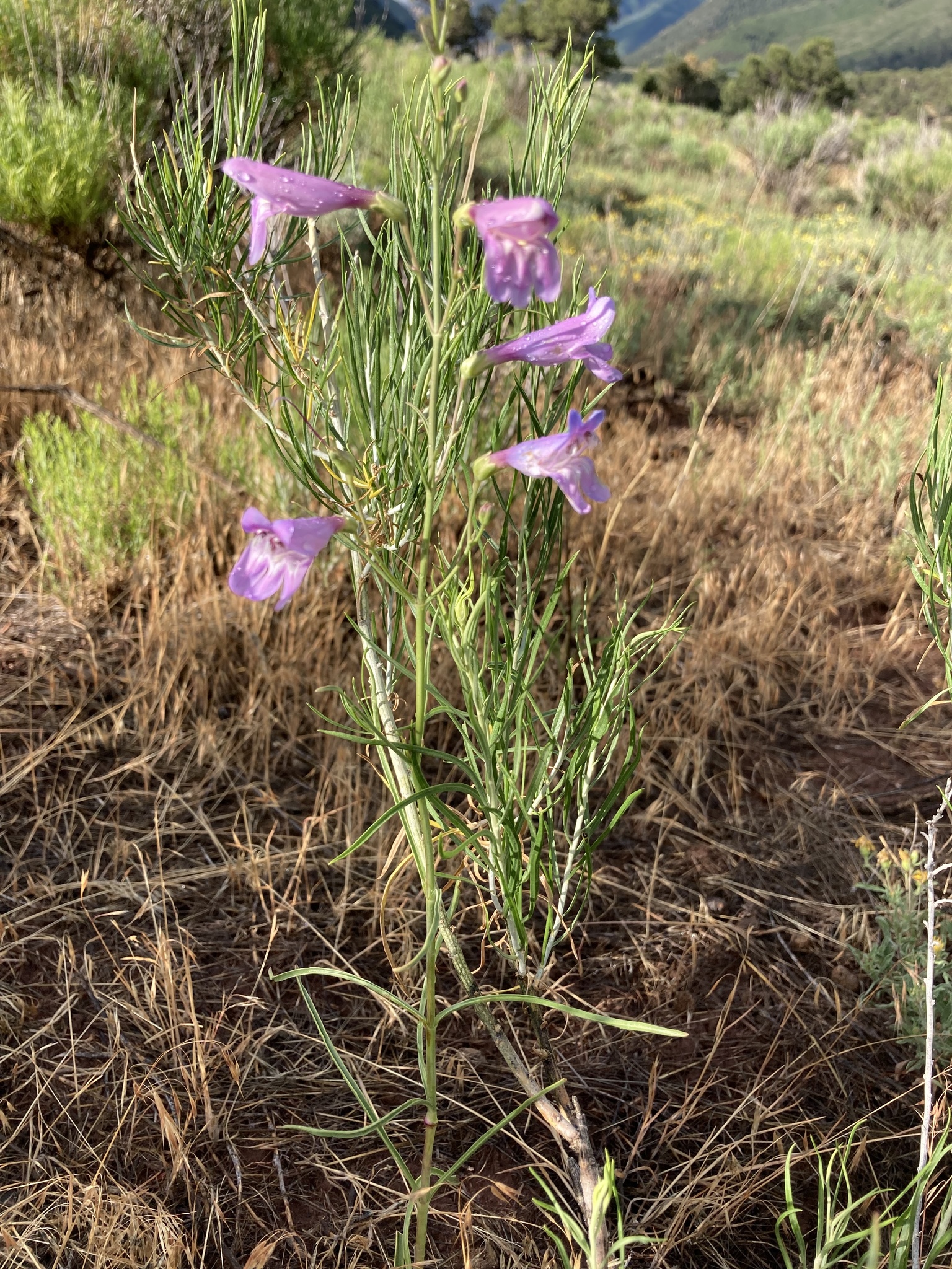 Penstemon comarrhenus A.Gray