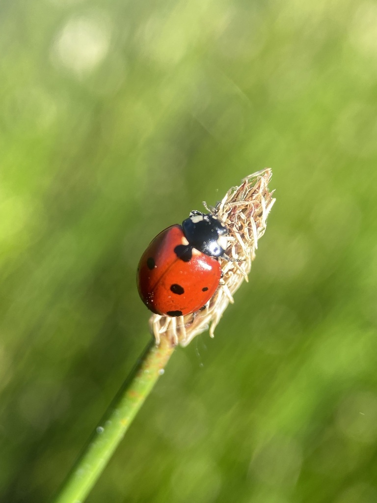 Seven-spotted Lady Beetle from Elko, Nevada, United States on June 29 ...