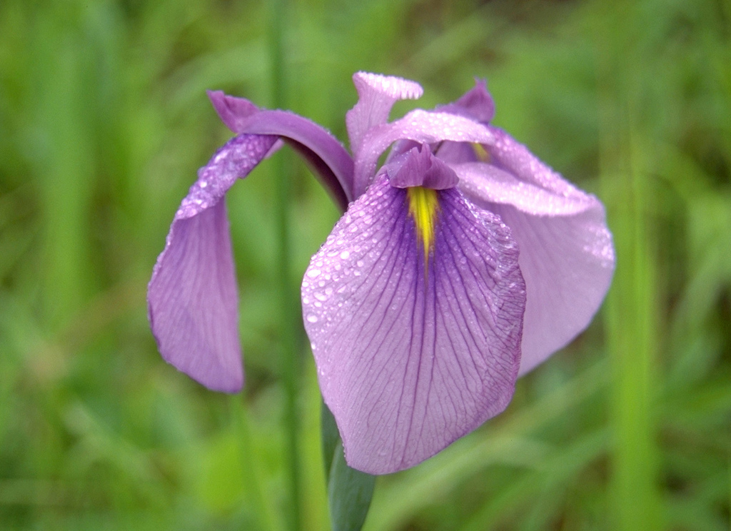 Japanese iris from 日本、〒088-0305 北海道白糠郡白糠町刺牛 on July 25, 2005 at 11:32 ...