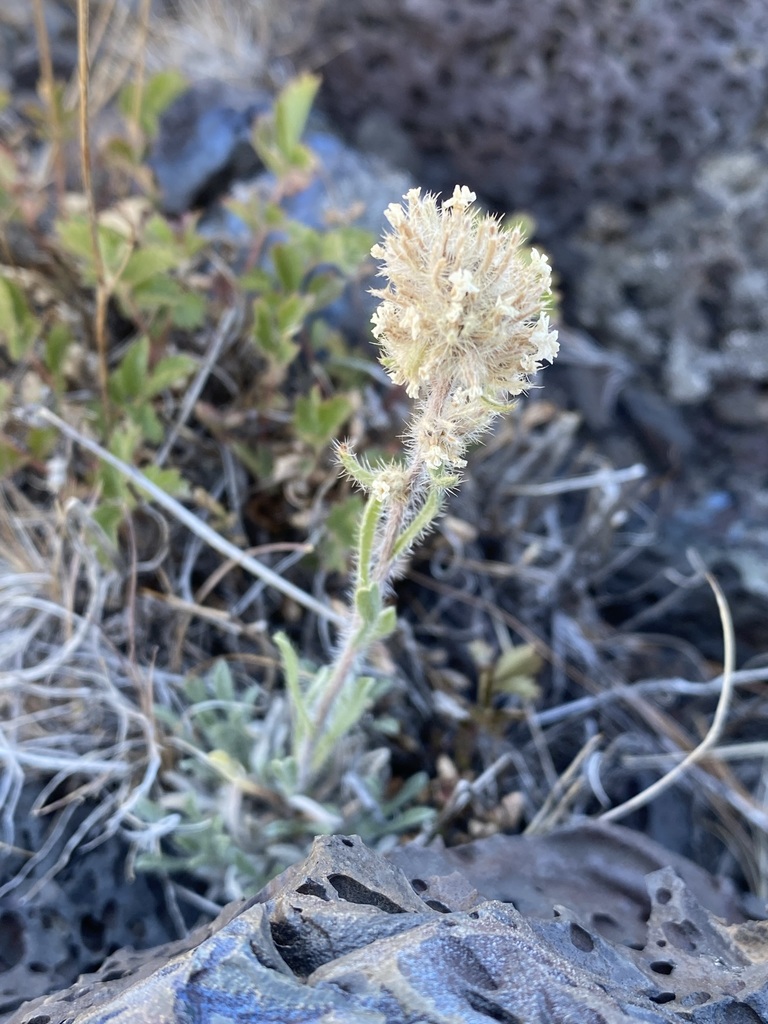 Snake River Cryptantha from Craters of the Moon National Monument ...